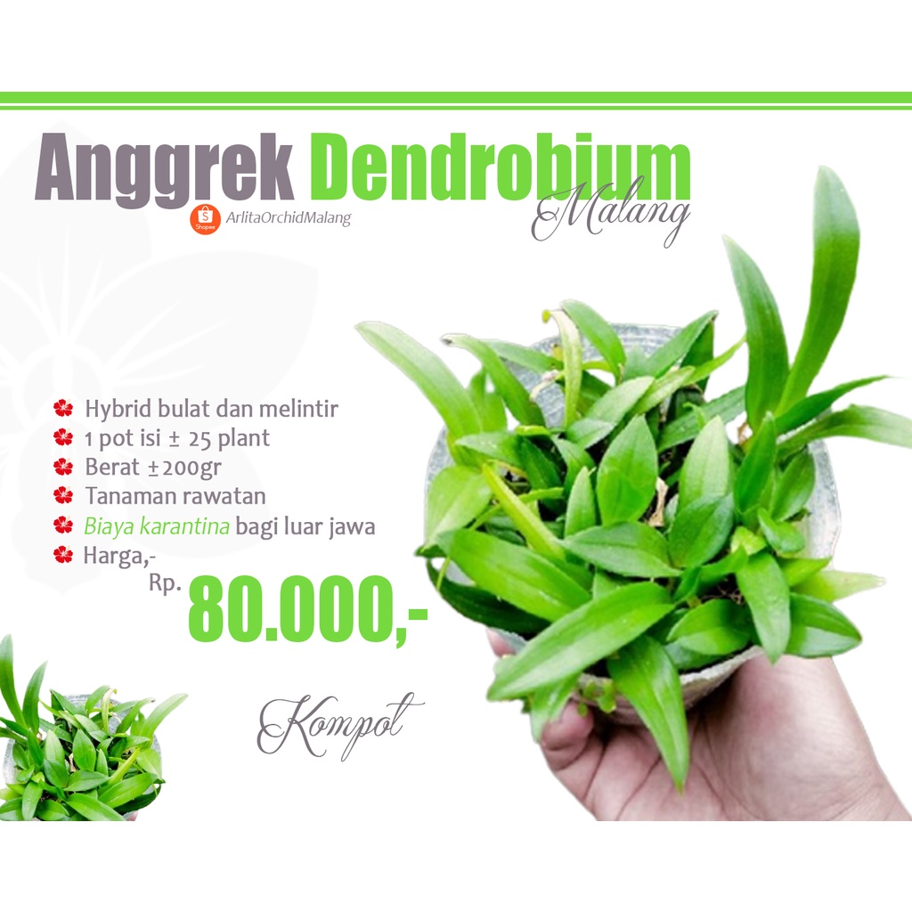 Jual Kompot. dendrobium Hybrid bulat & melintir isi -+25 plant | Shopee ...