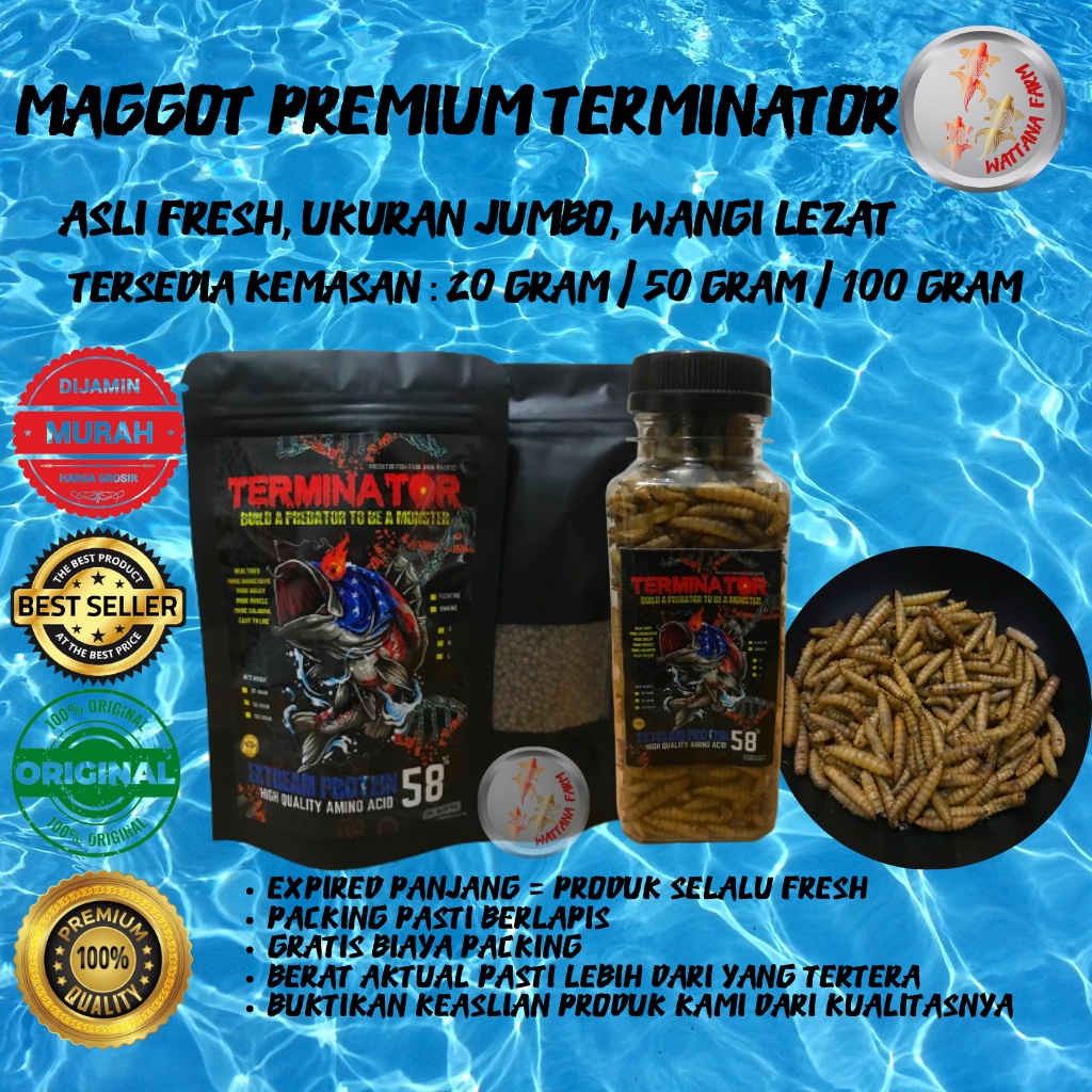 Jual Maggot Magot Oven Matang Jumbo Premium Pakan Ikan Predator Premium ...