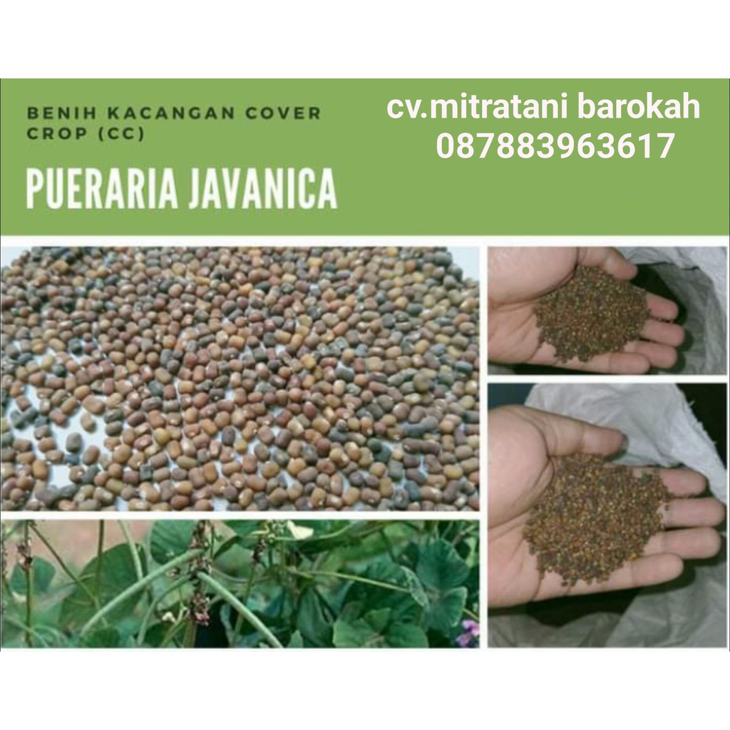 Jual Benih PJ (Pueraria Javanica) | Shopee Indonesia