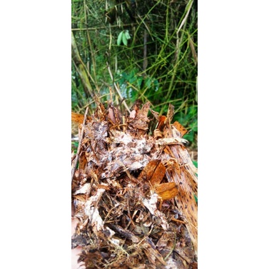 Jual Humus Daun Bambu Fermentasi ( isi 30 Liter , Berat ± 3,5 Kg ...