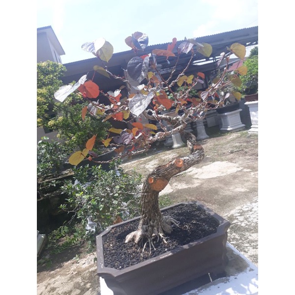 Jual Bonsai waru merah tanaman hias sudah siap kontes | Shopee Indonesia