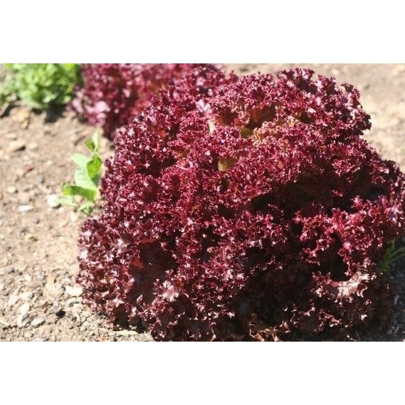 Jual Selada Keriting Merah Red Curly Lettuce Lolorosa 250 gr | Shopee ...