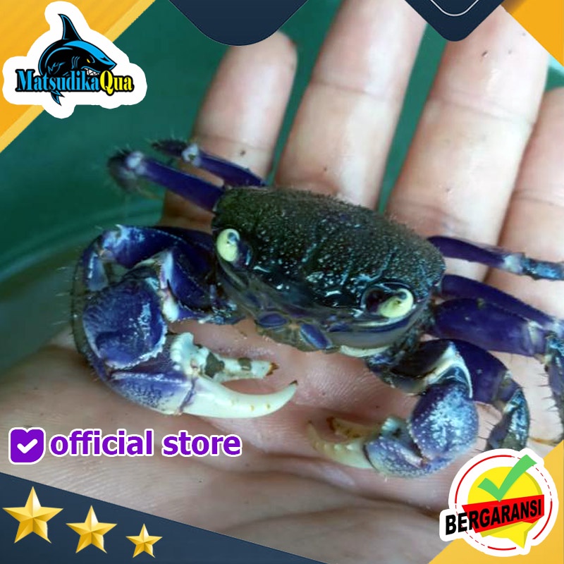 Jual Kepiting Hias Blue Spider Paludarium Terarium Vivarium | Shopee ...