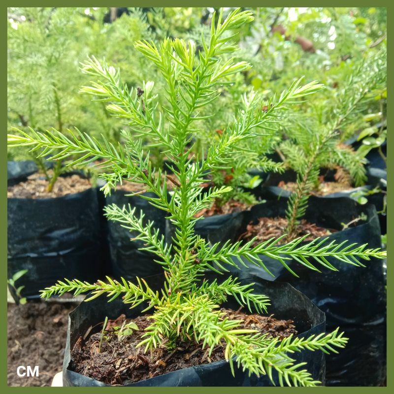 Jual Bibit Tanaman Cedar Jepang, Tanaman Hias, Bahan Bonsai Cryptomeria ...