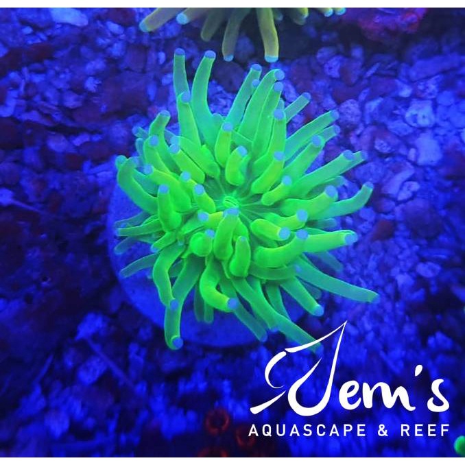 Jual Karang Anemon Hijau Stabilo (Lime / Neon Green Torch) | Shopee ...