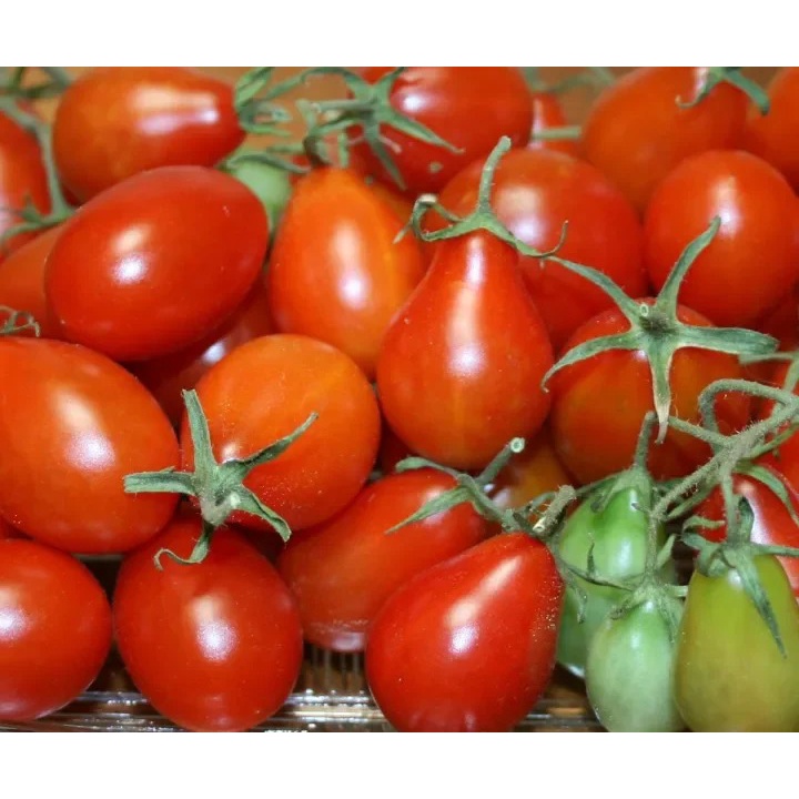 Jual 15 BUTIR BIJI/BENIH TOMAT REDPEAR | Shopee Indonesia