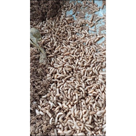 Jual fresh maggot | Shopee Indonesia