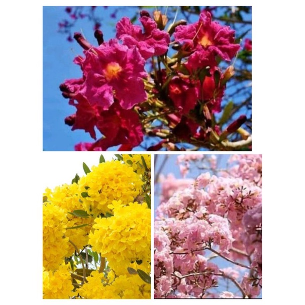 Jual paket tanaman tabebuya - tabebuya merah - tabebuya kuning ...