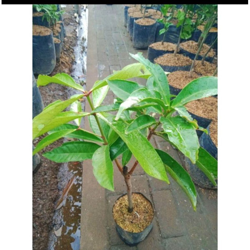Jual Tanaman bibit buah jambu darsono(Jamaika) | Shopee Indonesia