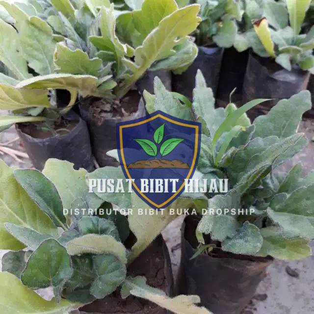 Jual Bibit Pohon Herbal Daun Dewa | Shopee Indonesia