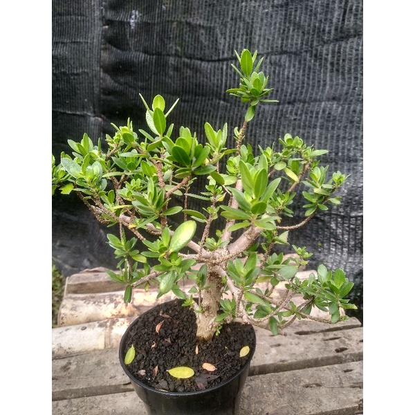 Jual Santigi mawar super size jari ( cangkok ) | Shopee Indonesia