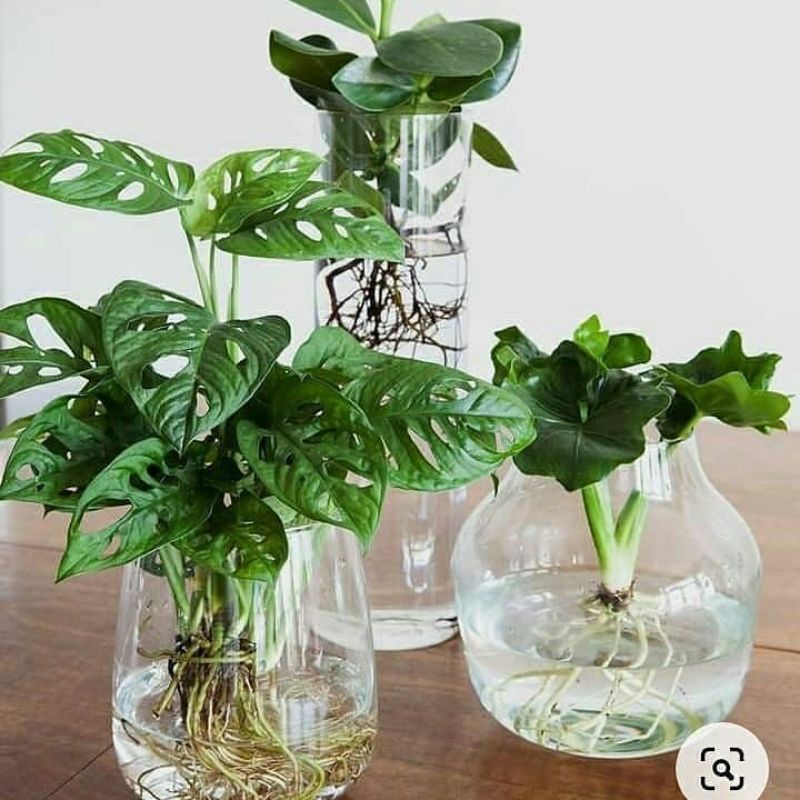 Jual bisa cod 3 pke tanaman air janda bolong' philo jari. tepan ijo ...