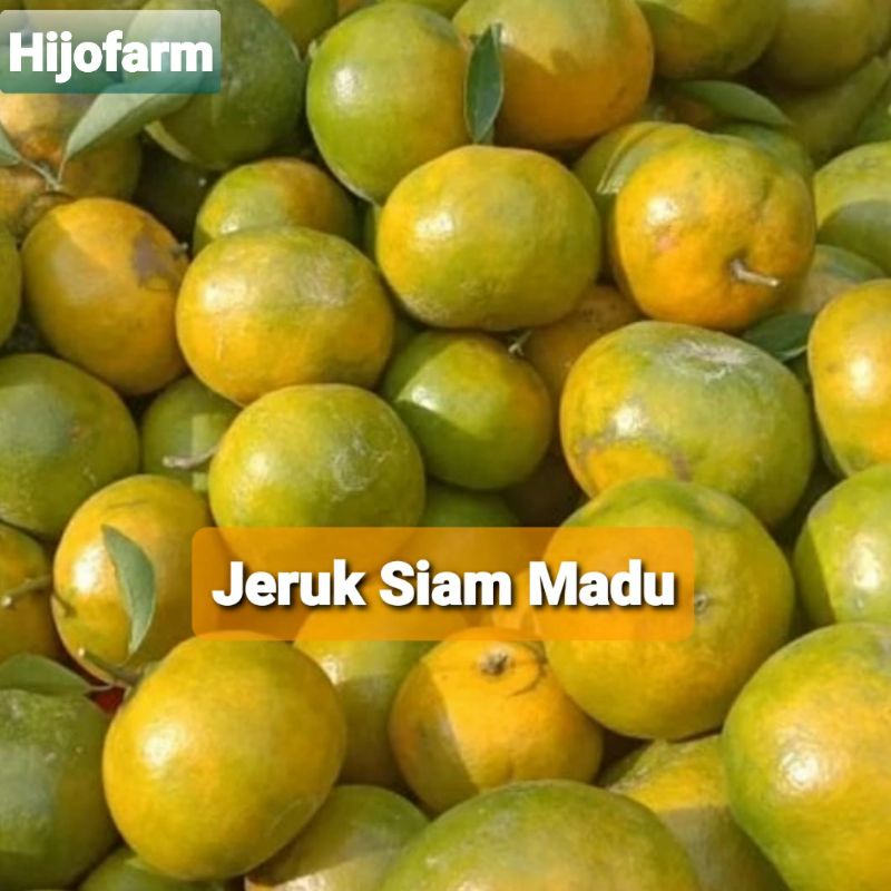 Jual Jeruk Siam Madu Malang 1 Kg | Shopee Indonesia