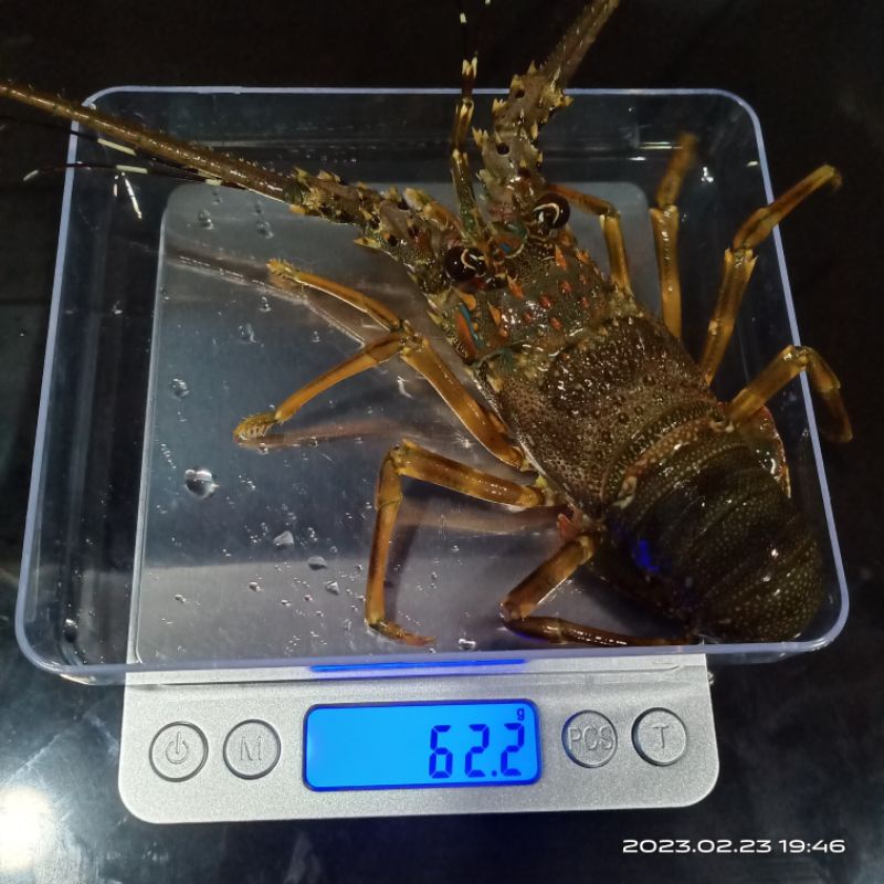 Jual Udang Lobster Air Laut Jenis "PASIR" (PANULIRUS HOMARUS) | Shopee ...