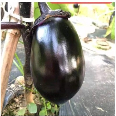 Jual Bibit Terong Panjang Putih Benih Terong Panjang Bibit Terong Putih ...