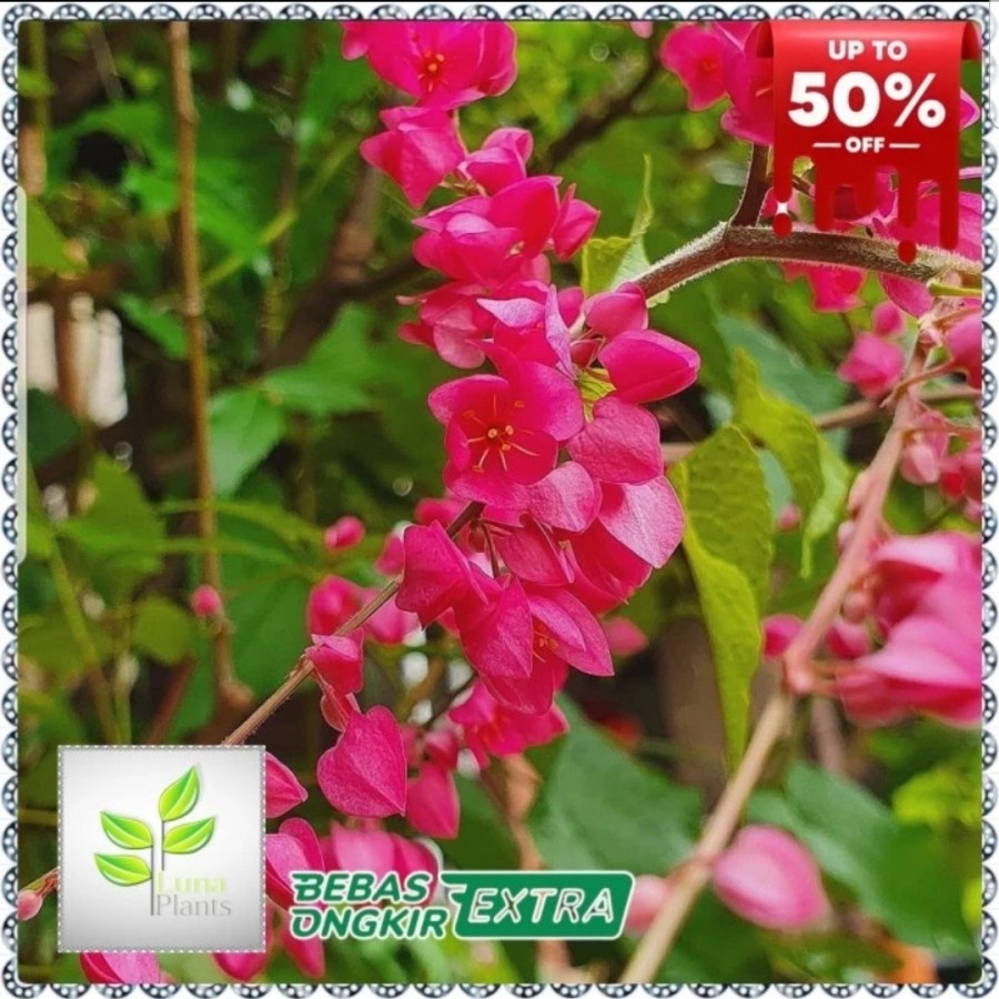 Jual tanaman hias bunga air mata pengantin - tanaman air mata pengantin ...