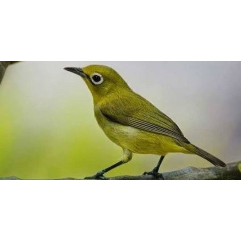 Jual Pleci dakun Pacitan jantan pilihan | Shopee Indonesia
