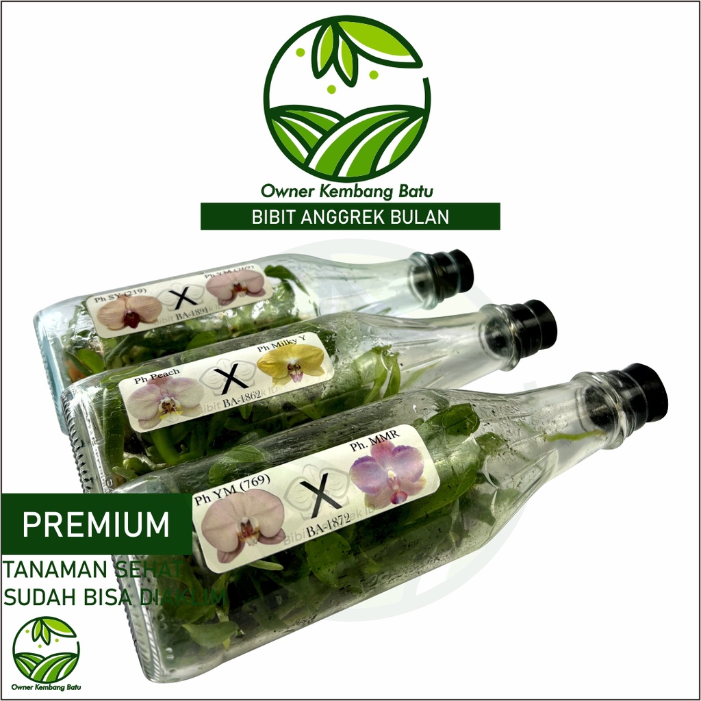 Jual Bibit Anggrek Bulan Botol Hybird Premium Anggrek Botolan | Shopee ...