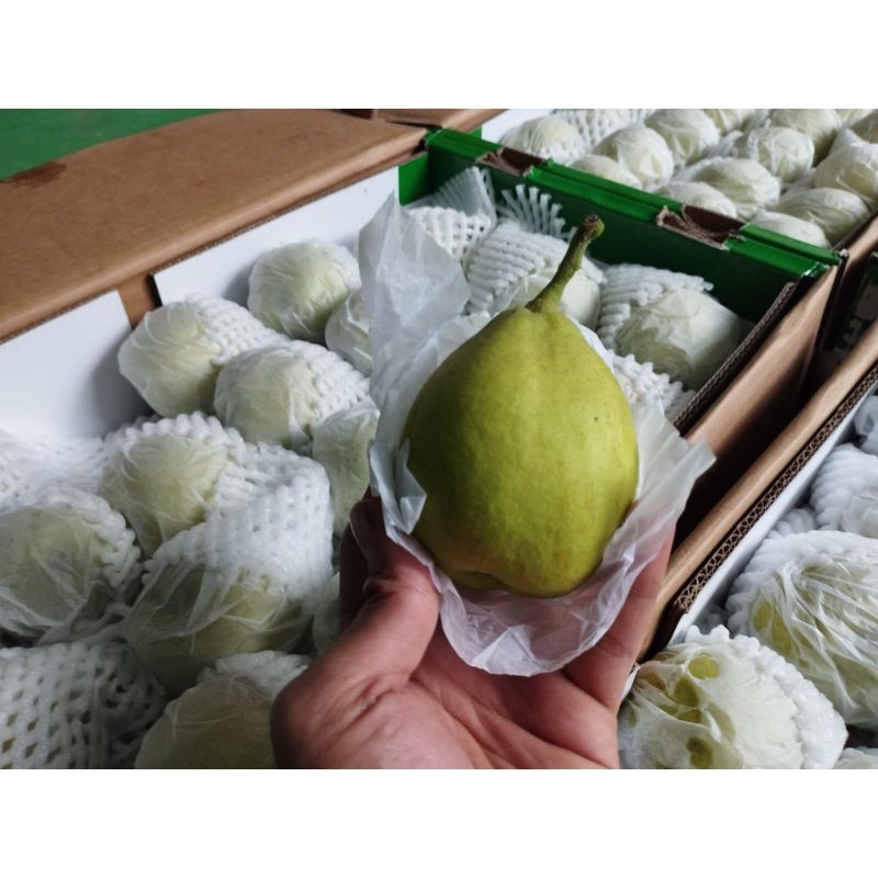 Jual PEAR XIANG LIE 1kg. | Shopee Indonesia