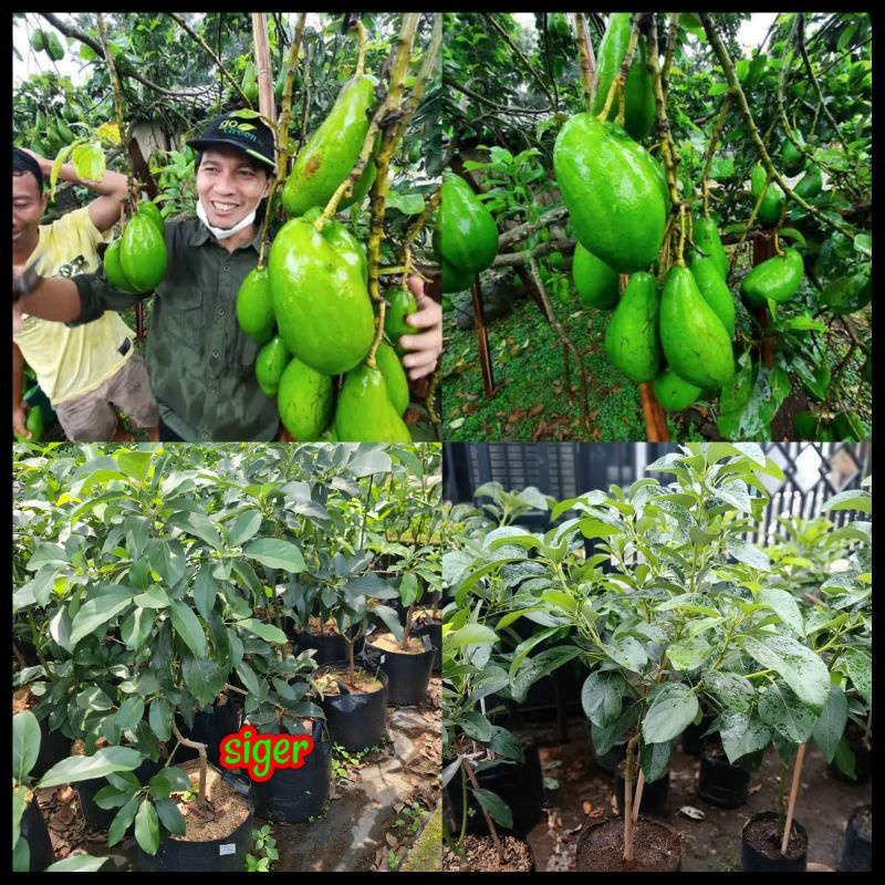 Jual Bibit Tanaman Alpukat Siger Tinggi 1 Meter Up Batang Besar Dan ...