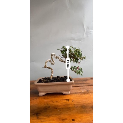 Jual Bonsai Sakura Micro siap pajang ready to order | Shopee Indonesia