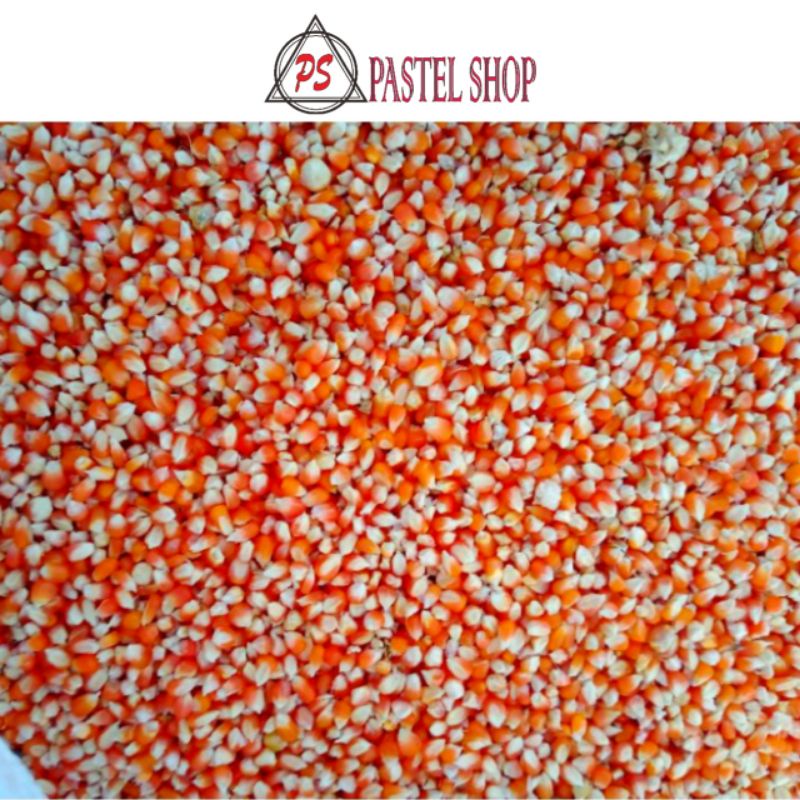 Jual PS ~ Jagung Kristal Super | Pakan Ternak Super | Pakan Merpati ...