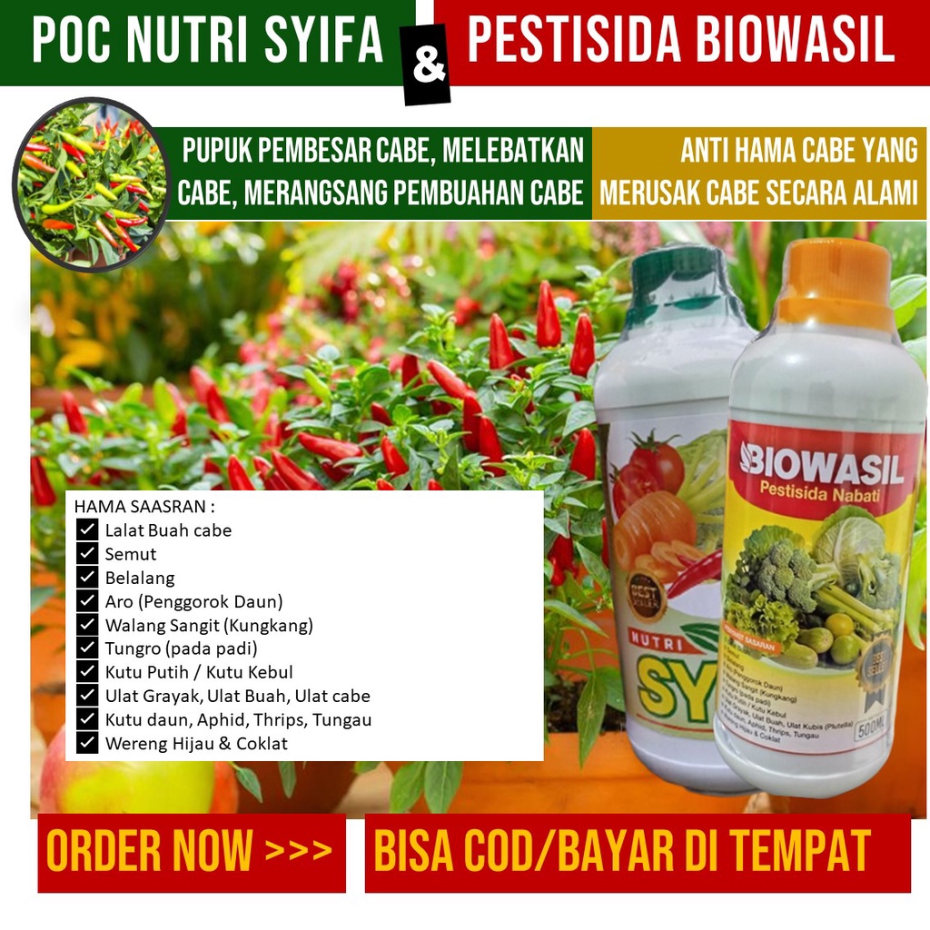 Jual NUTRI SYIFA + BIOWASIL Pupuk Pelebat Padi & Obat Pembasmi Hama ...