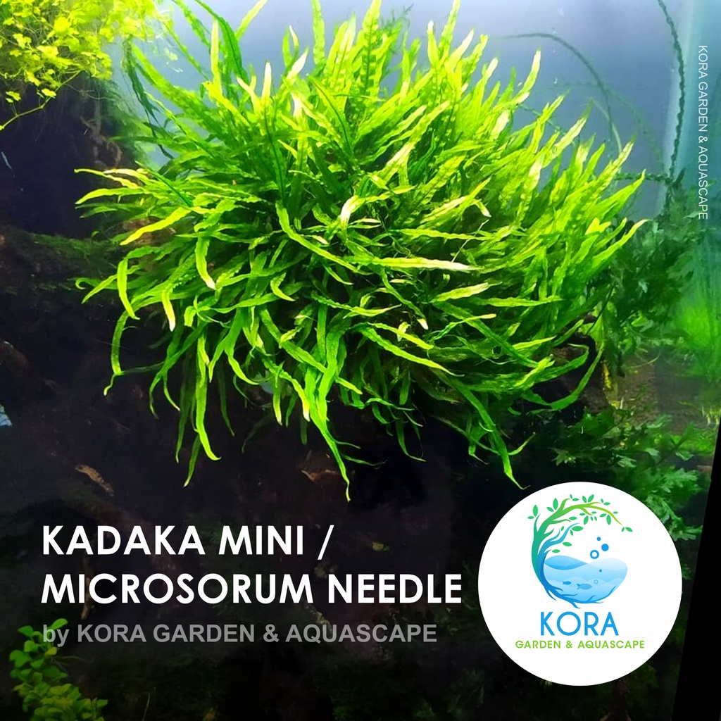 Jual Kadaka Mini Microsorum Needle - Tanaman Air Aquascape Hiasan ...