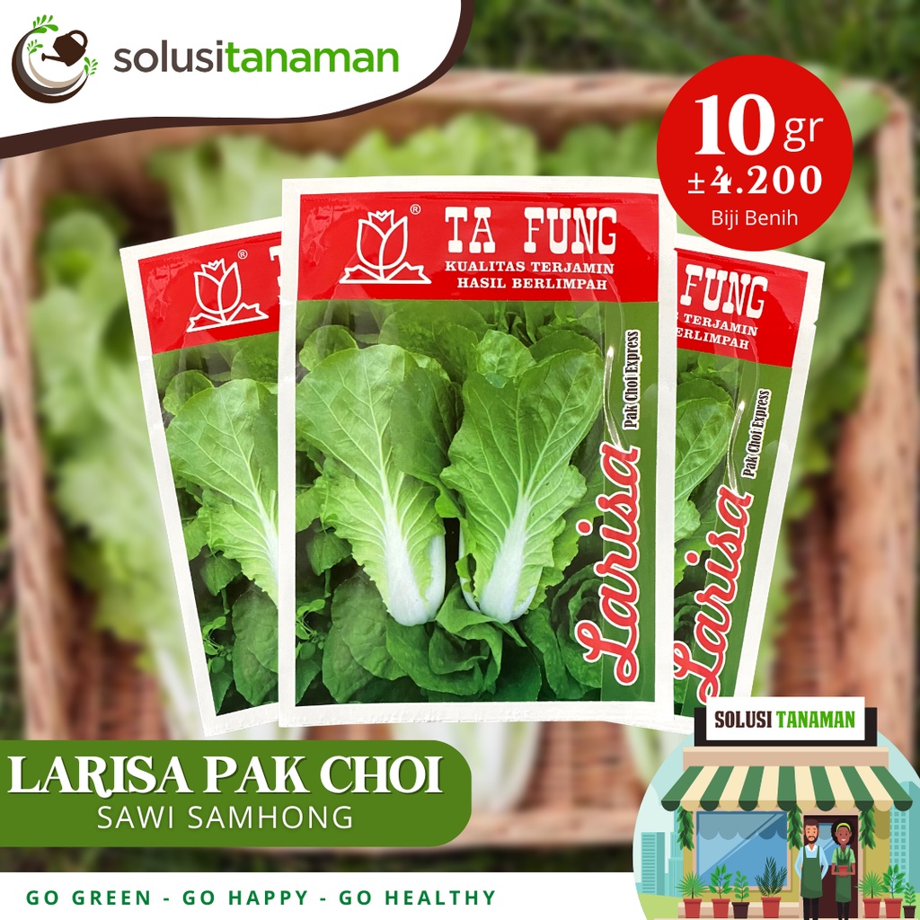 Jual Benih Sawi Larisa Pak Choi Express 10gr (4.200 Biji) Benih Sawi ...