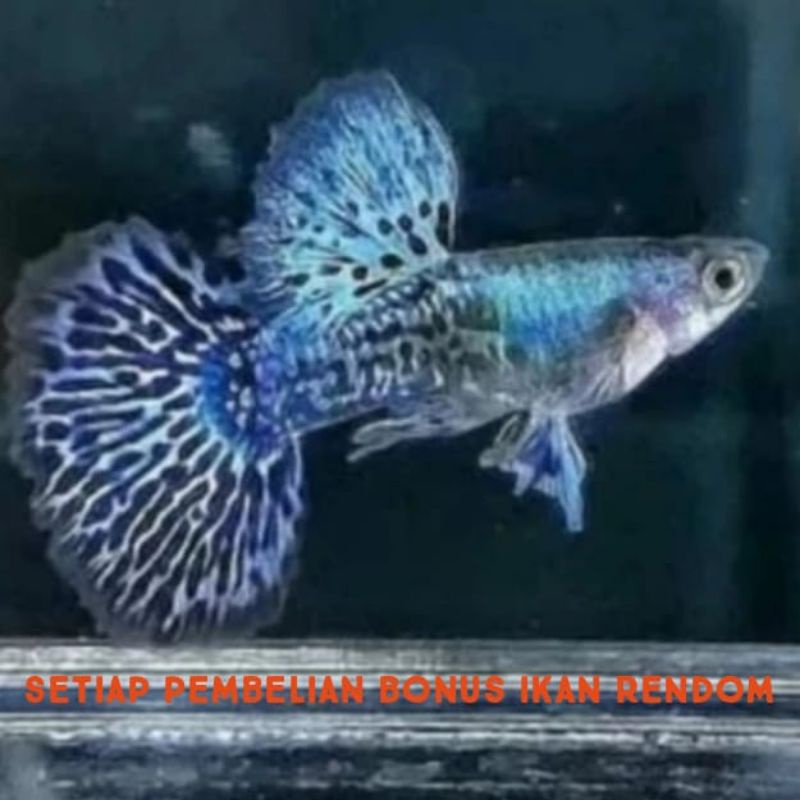 Jual Packing styrofoam ( ikan guppy blue dragon ) | Shopee Indonesia