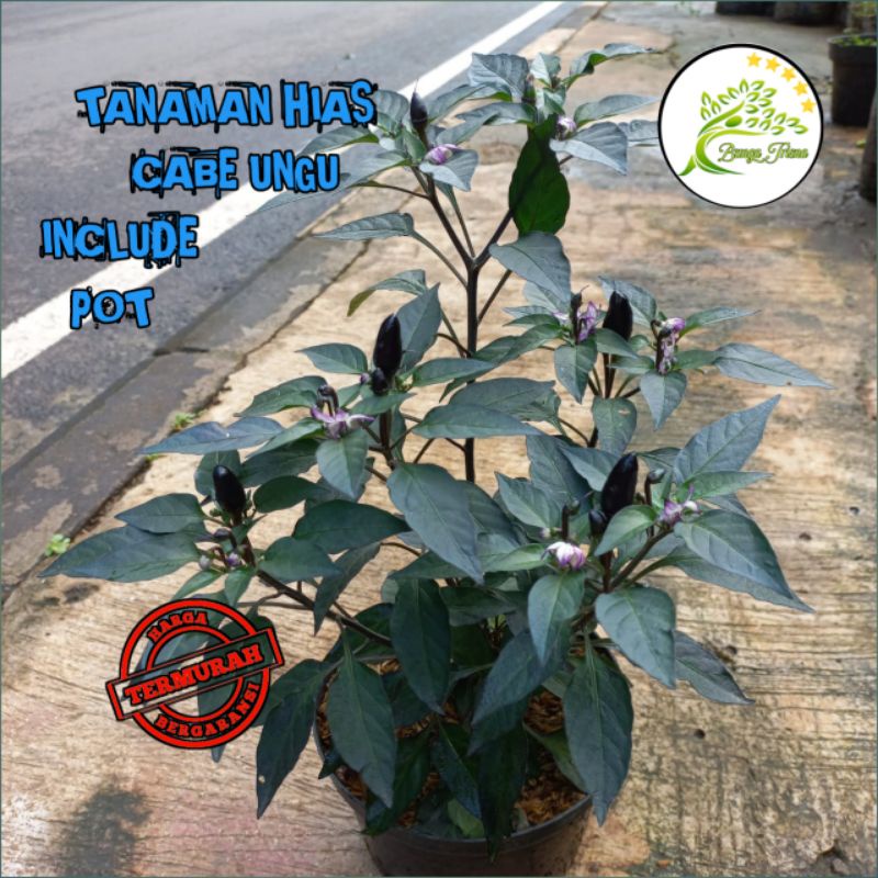Jual Tanaman hias dalam pot cabai ungu/cabe ungu include pot | Shopee ...