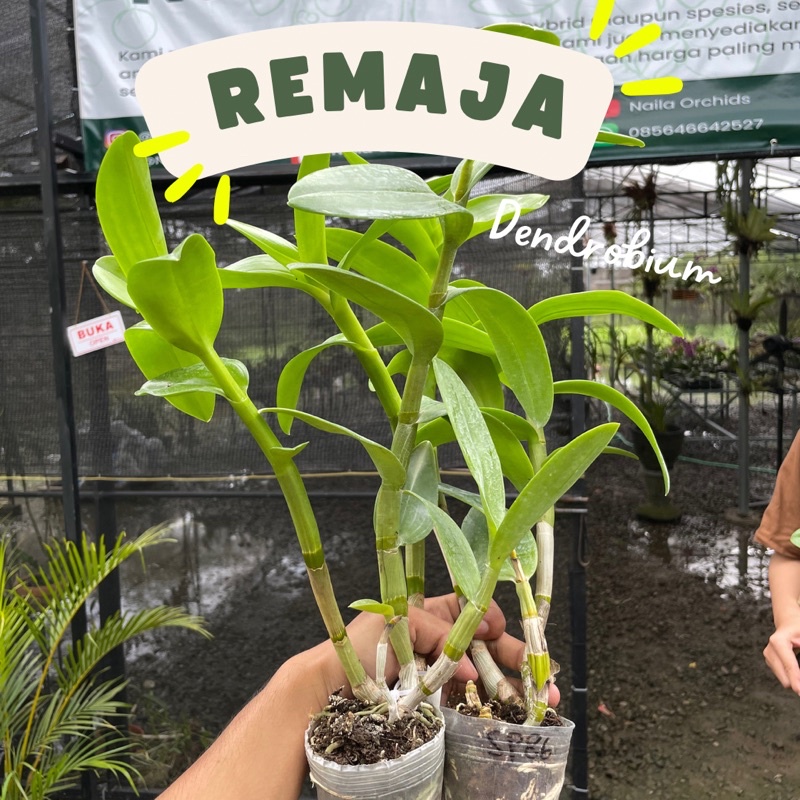 Jual Anggrek Dendrobium Keriting Dewasa (BS) | Shopee Indonesia Jual Anggrek Dendrobium Keriting Dewasa (BS) | Shopee Indonesia