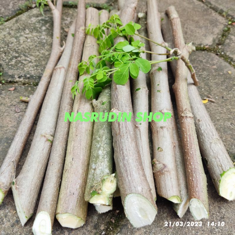 Jual BIBIT KELOR 1KG | BIBIT STEK DAUN KELOR | STEK BATANG | Shopee ...