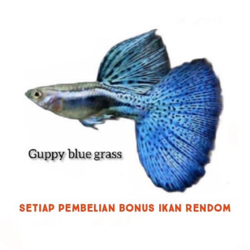 Jual Packing styrofoam ( ikan guppy blue grass ) | Shopee Indonesia
