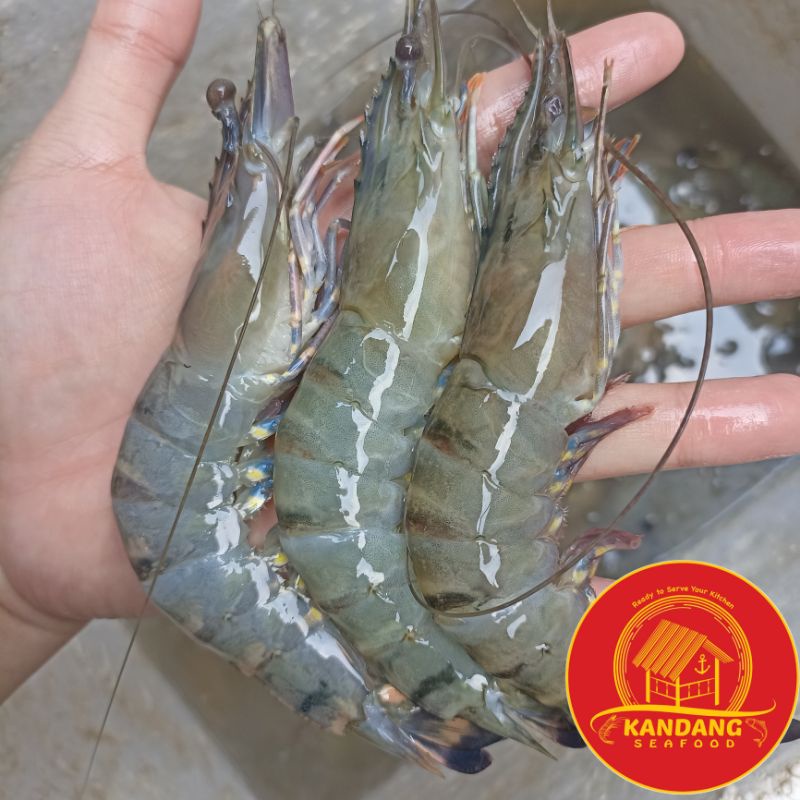 Jual Udang Pancet Jumbo / Tiger Shrimp / Windu / Fresh Frozen Segar ...