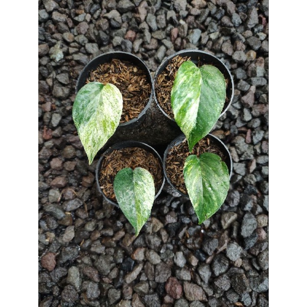 Jual Epipremnum Hanoman SP Bali Real Pict | Shopee Indonesia