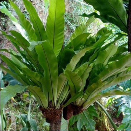 Jual Kadaka Hutan Jumbo Tanaman Hias / Kadaka Sarang Burung / Bibit ...