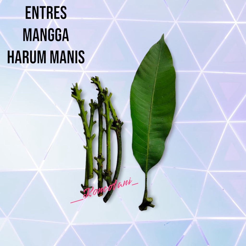 Jual ENTRES MANGGA HARUM MANIS PUCUKAN SUPER | Shopee Indonesia