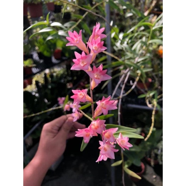 Jual Anggrek Dendrobium Sekarpuro silangan Anggrek Merpati dan ...