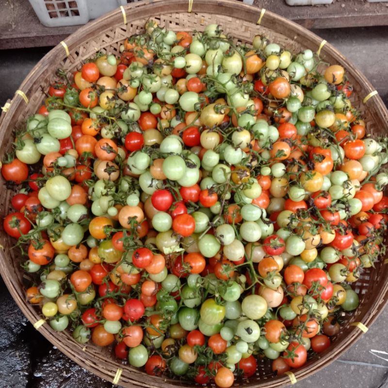Jual Tomat Rampai Kecil Buah Segar 1kg | Hasil Lampung | Shopee Indonesia