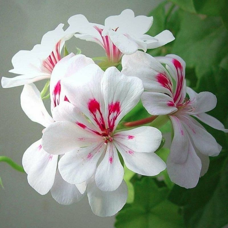 Jual Geranium white/tanaman gantung geranium putih | Shopee Indonesia