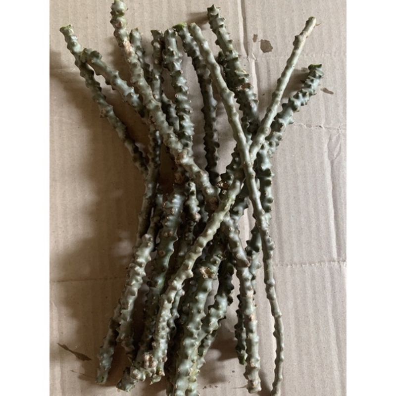 Jual Batang Brotowali / Patrawali jamu pahit untuk kesehatan 12 batang ...