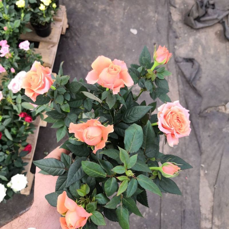 Jual TANAMAN HIDUP BUNGA MAWAR SUPER RIMBUN GRADE A (READY 10 WARNA ...