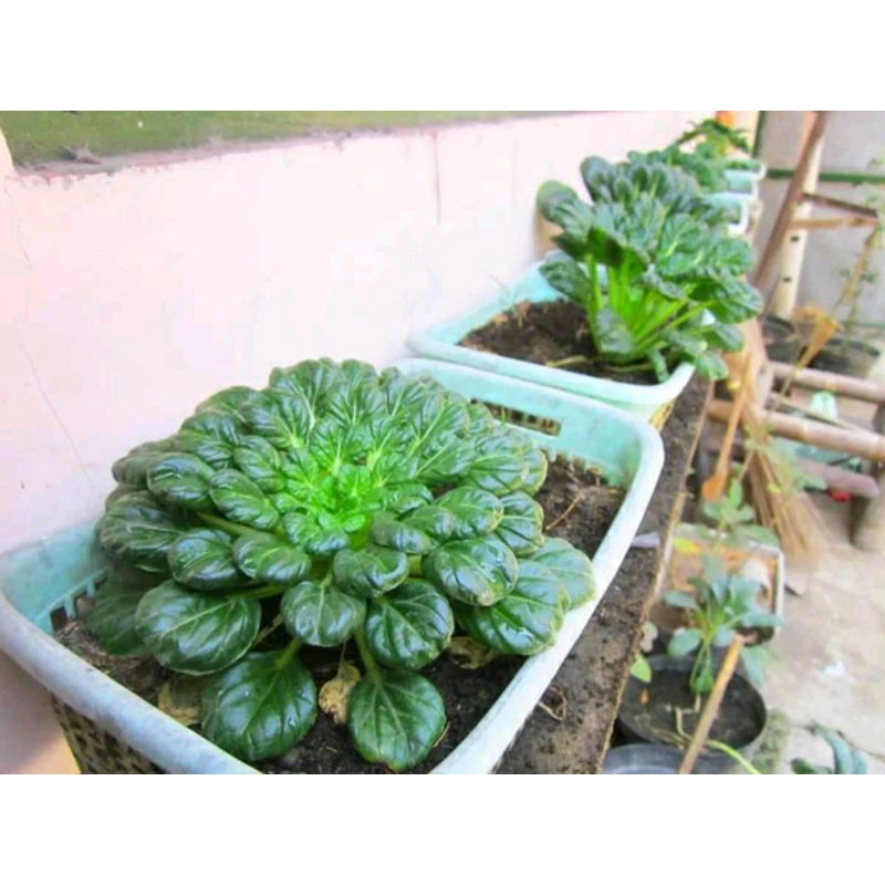 Jual benih biji sayur sawi pagoda | Shopee Indonesia