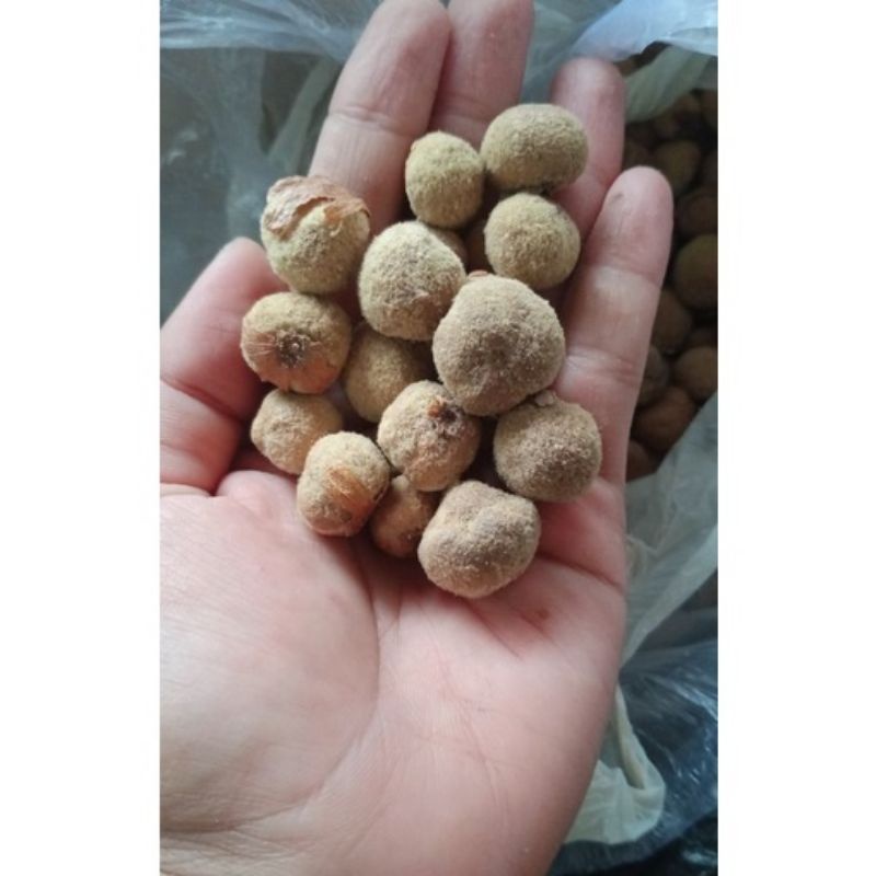 Jual 25 Benih biji kayu jati mas super | Shopee Indonesia