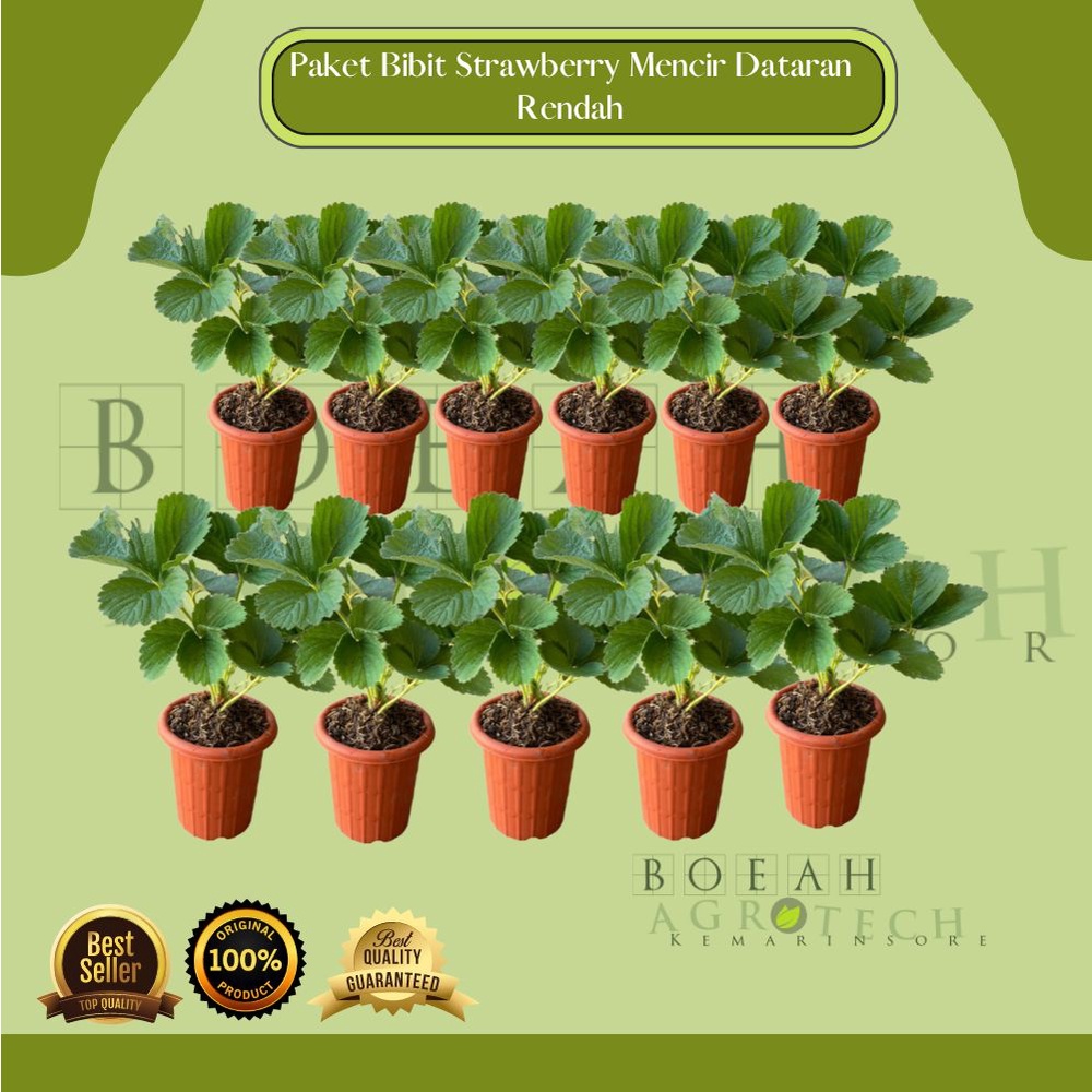 Jual Paket Bibit Tanaman Strawberry Mencir Varietas Dataran Rendah ...