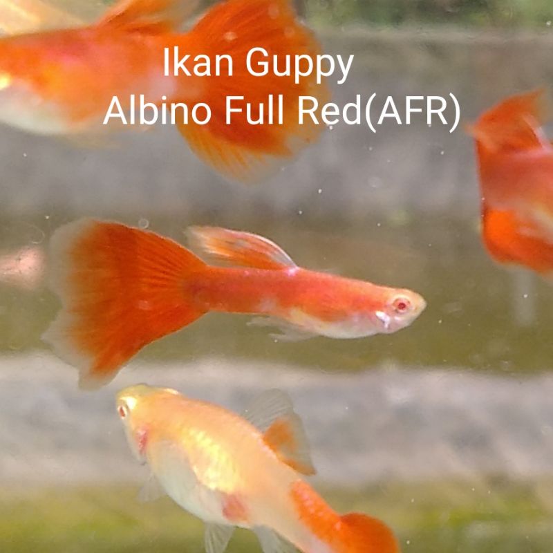 Jual Ikan Guppy AFR(albino full red) | Shopee Indonesia
