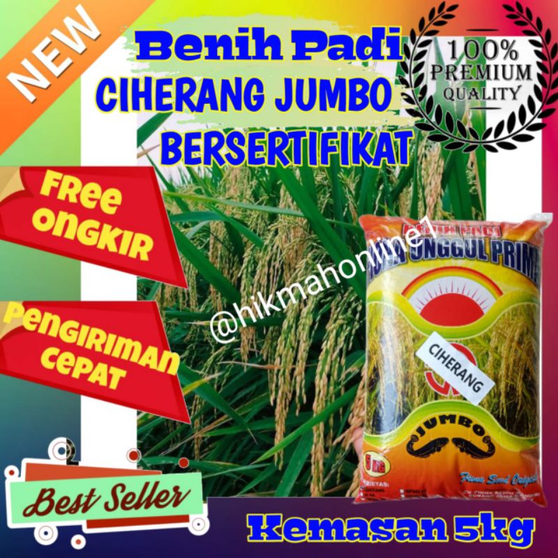 Jual Benih padi Ciherang Jumbo Bersertifikat label ungu kemasan 5kg ...