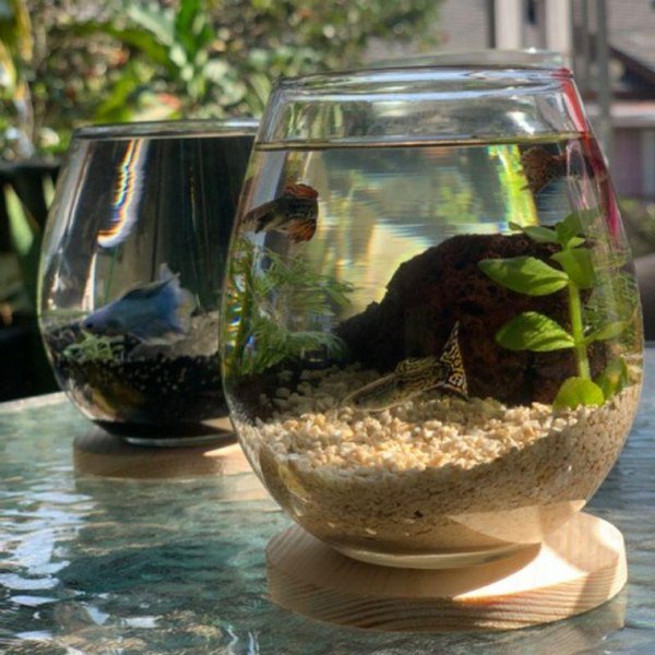 Jual Aquarium Mini Unik Bulat - Aquaium Ikan cupang Fas Bunga Ruang ...