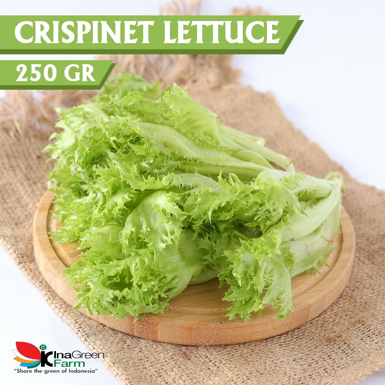 Jual Inagreen Farm Bandung Sayur Crispinet Lettuce Organik 250 Gram ...